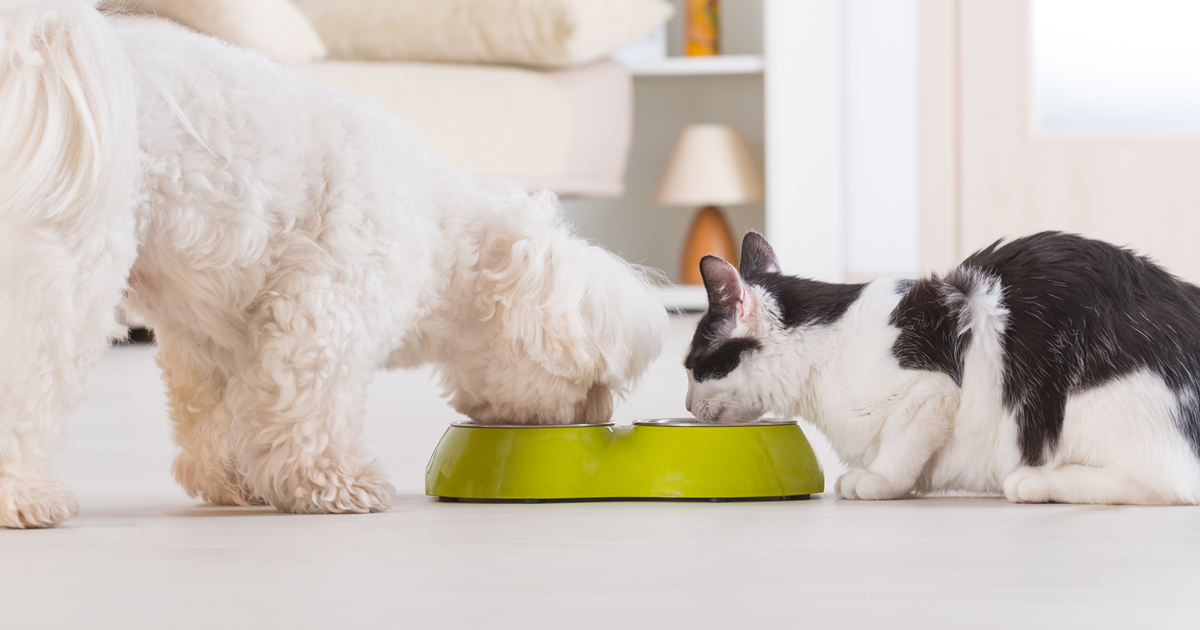 Are Dogs Clean Animals