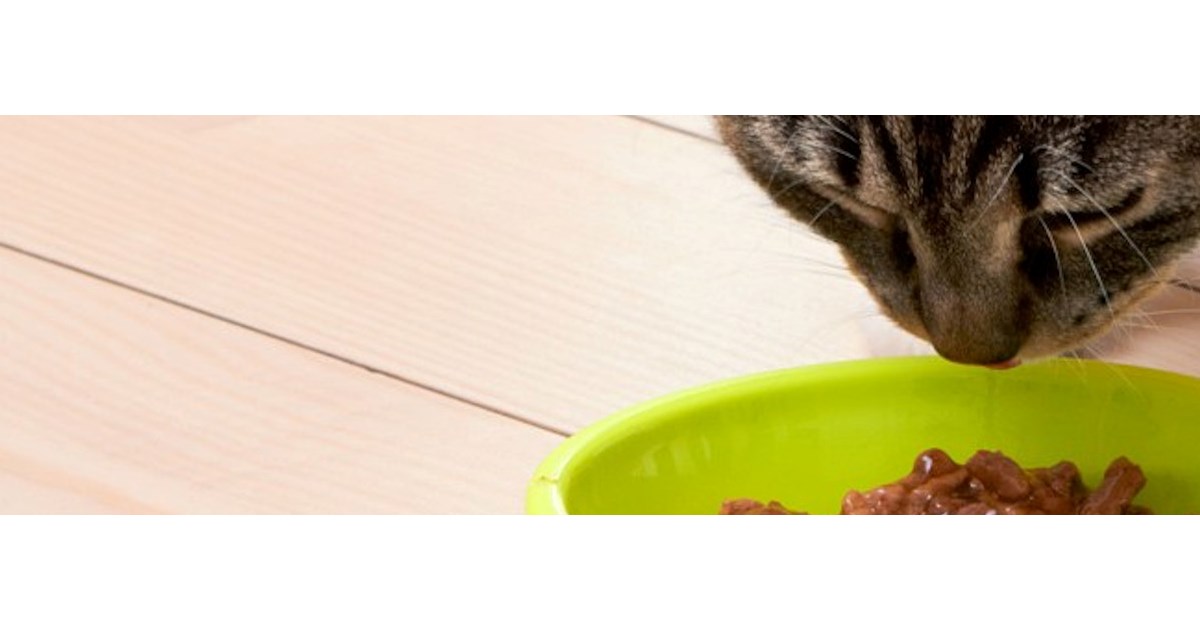 Pet food spills on wood floor