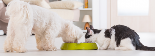 How to Clean Up Pet Fur