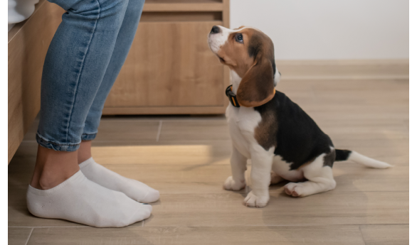 A Guide To A Clean Home With Pets