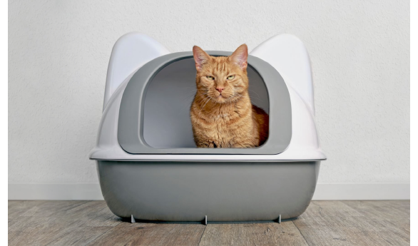 A Guide To A Clean Home With Pets