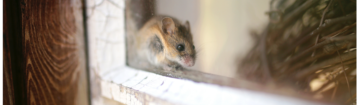 Cleaning House to Help Keep Out Critters