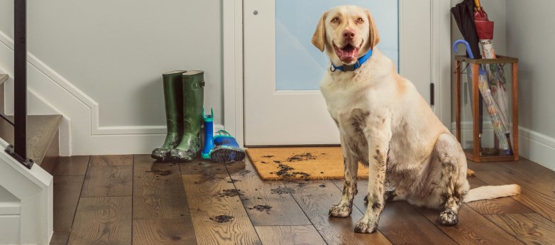 Do Dog Claws Scratch Wood Floors