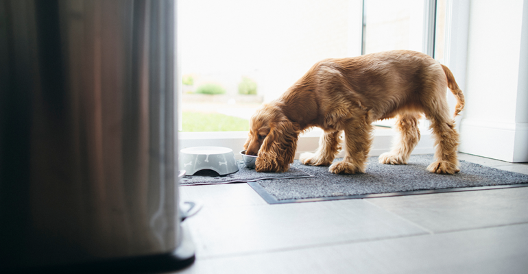 Top 5 Tips for Cleaning Your Floors With Pets