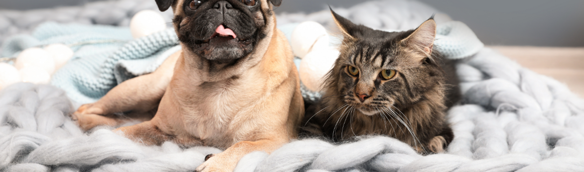 How to Clean Up Pet Fur